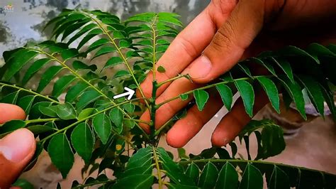 An Ultimate Guide On Curry Leaf Plant Care Pure Greeny