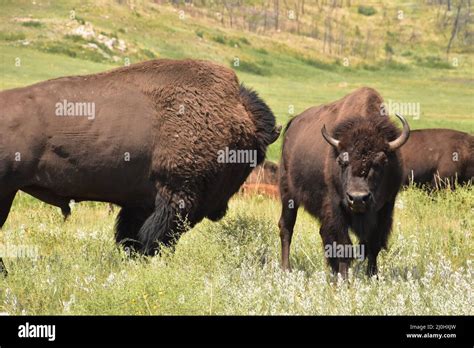 Mating Season With A Bison Buck And A Juvenile Bison In A Field Stock