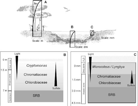 A C Vertical Structuring In Several Ecosystems In Which Light Is The