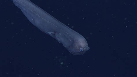 Gulper Eel Diet