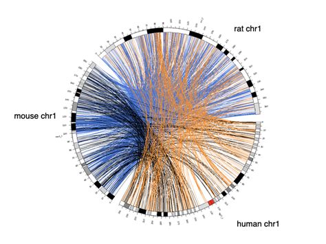 Introduction To Circos Circos Circular Genome Data Visualization
