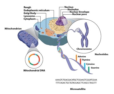 Mitochondrial Mtdna And Nuclear Dna The Molecular Analysis Of Mitochondrial Diseases Using