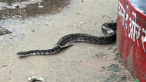 Python Found Near The Canal नहर के समीप मिला अजगर हड़कंप Amar