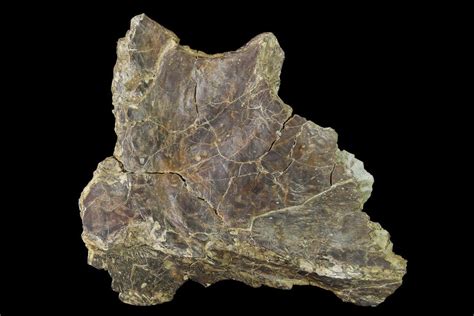 4 2 Permian Amphibian Eryops Fossil Skull Section Texas 153732
