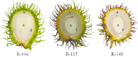 Diferencias En La Proporción De Semilla Arilo Y Pericarpio De Tres Download Scientific Diagram