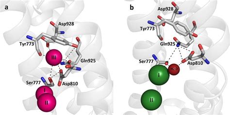 Ion Binding Sites In Na K Atpase Crystal Structures With
