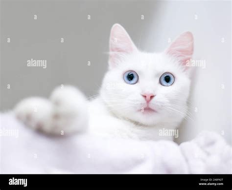A Young White Domestic Shorthair Cat With Blue Eyes Relaxing On A