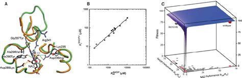 the molecular anatomy of an adaptive constraint a structural