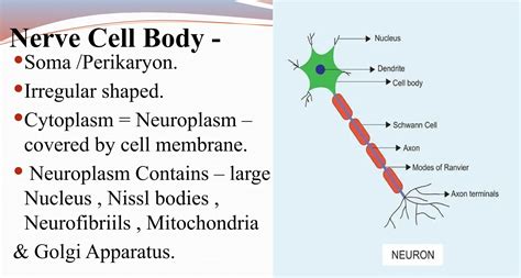 Nervous System Neuron And Neuroglial Cells Structure Of Neuron And