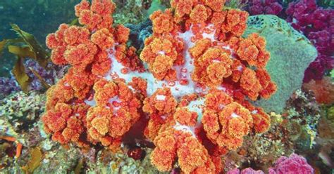 따뜻한 바다 사는 해양생물 다도해국립공원서 첫 발견