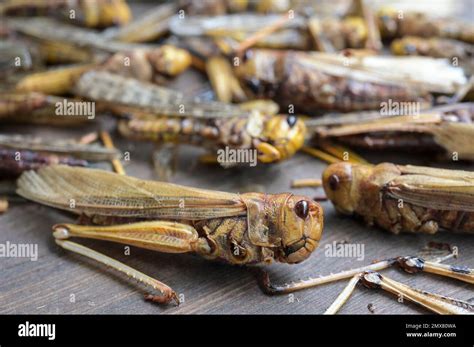 Israel Hargol Foodtech Is The Worlds First Commercial Grasshopper