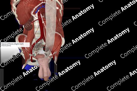 Fascia Of Penis Right Half Complete Anatomy