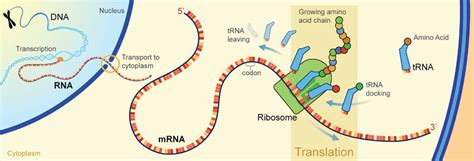 Translation Of Rna To Protein Ck 12 Foundation