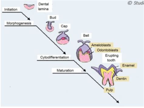 Stages Of Tooth Development Flashcards Quizlet