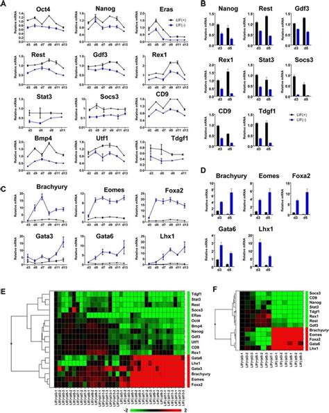 Global Gene Expression Of Stat3 And C Myc Target Genes In Es Cells Download Scientific Diagram