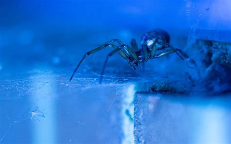 Kiyo Name Meaning [origin Gender Popularity Nicknames]