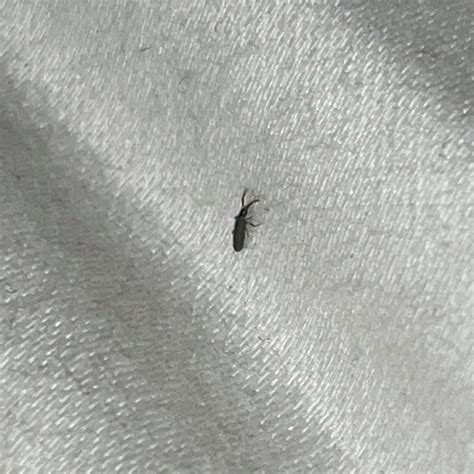 Tiny Shiny Black Bugs R Whatsthisbug