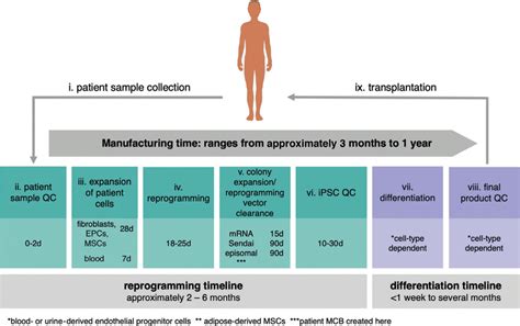 Manufacturing Timeline For Autologous Ipsc Derived Cell Therapy