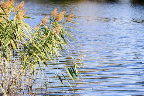 Bulrush Flowers And Leaves Photograph By Alain De Maximy Fine Art America