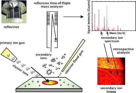 1 Schematic Drawing Of A Generic Tof Sims Experiment Gold Or Bismuth Download Scientific