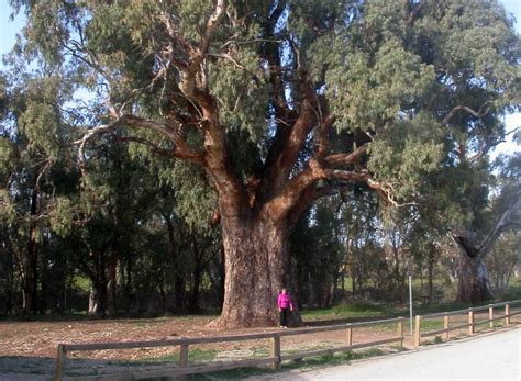 Fines For Cutting Down Trees In South Australia