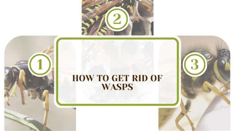 How To Get Rid Of Wasps The Right Way To Repel Them Plant America