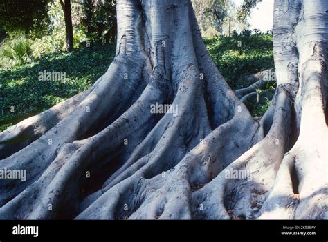 Tree Trunk And Roots Stock Photo Alamy