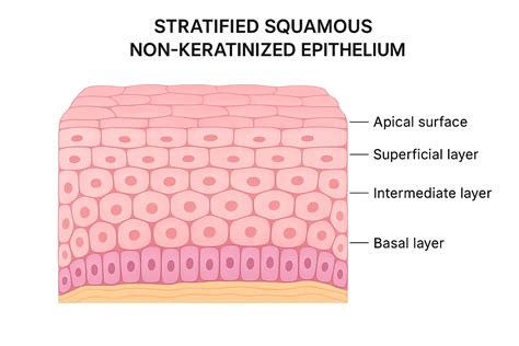 Stratified Squamous Non Keratinized Epithelium Id Points Histology Slides
