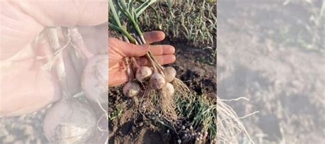 Чеснок Однозубка Любаша F1 купить в Москве Товары для дома и дачи Авито