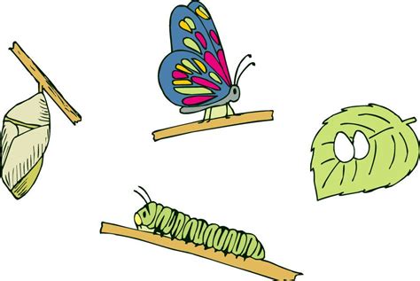 Ciclo Vital De Los Seres Vivos Escolar Abc Color