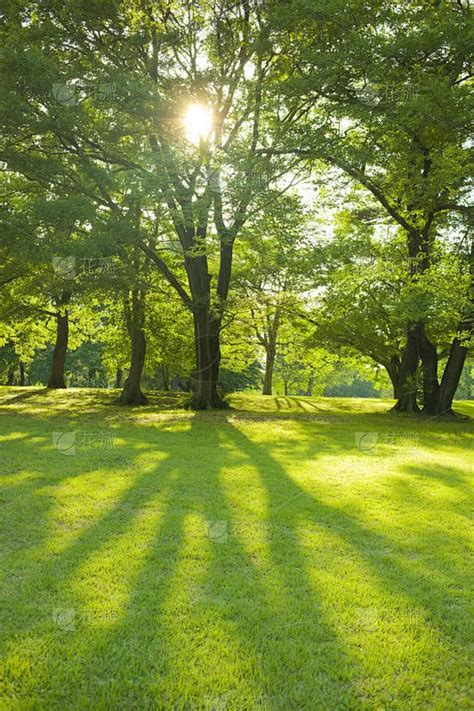 公园早晨草坪纯净舒服黄昏枝繁叶茂草园林阴影素材 花瓣网
