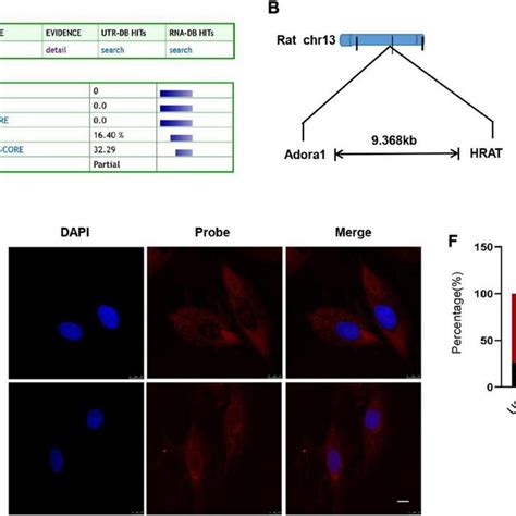Characterization Of Lncrna Hrat A Assessment The Protein Coding Download Scientific Diagram