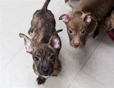 35 Chipit Chi Pit Ideas Chihuahua Pitbulls Pitbull Mix