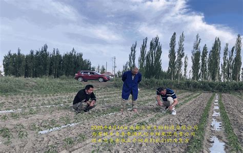 新疆焉耆县包尔海乡低产田盐碱地改良生物有机防治番茄列当 700 亩示范田成果汇报 新闻资讯 华宏生物