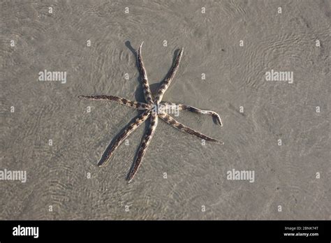 Starfish Luidia Savignyi Upperside In Shallow Water On Beach Oman