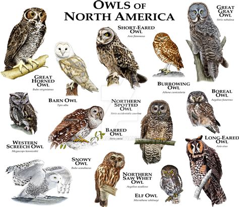 Owls On Emaze