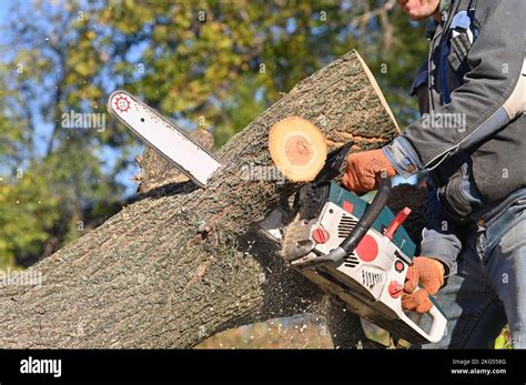 A Logger Saws A Tree With A Chainsaw A Man Cuts A Tree Lying On The