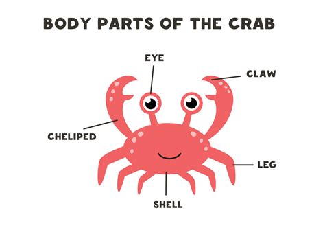 Crab Parts And Functions At Justin Pope Blog