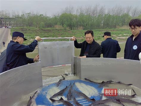 1800尾中华鲟在武汉经开区放流长江保护繁殖种群