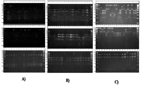 Restriction Patterns Of Pcr Amplified Fragment Of 16s Rdna Digested Download Scientific Diagram