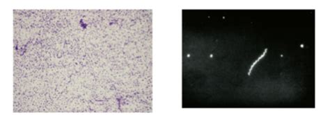 Review Of Microbiology Flashcards Quizlet