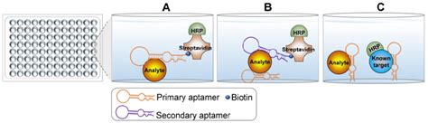 Schematic Representation Of The Principle Underlying Elona A Direct Download Scientific