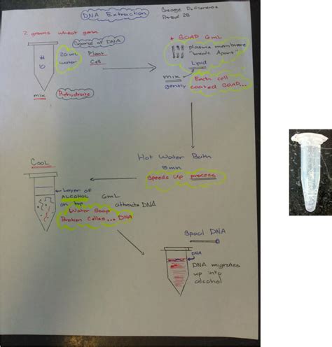 DNA Extraction Lab Brandon Biotech