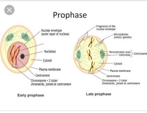 Early Prophase