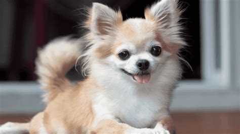 Luxating Patella Animal Trust Vets