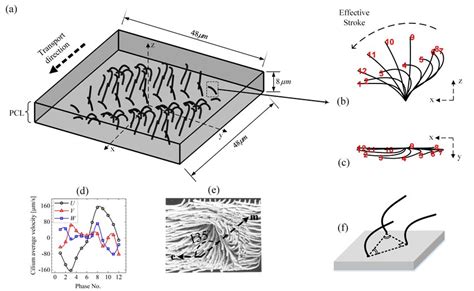 Model Schematics A Ciliary Array Of Motile Cilia Beating Within The