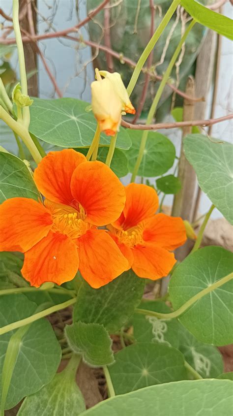 Pankaj Yadav Fotografía