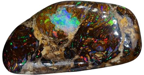 Opalized Fossils Rock Chasing