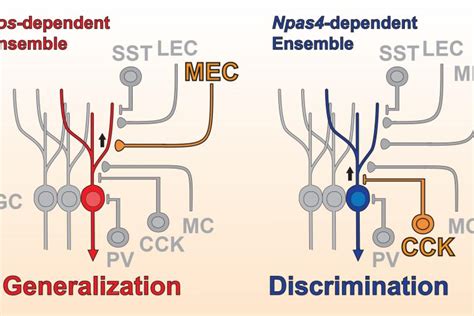 Featured Papers Lin Yingxi Lab Ut Southwestern Dallas Texas