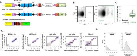 A Quantitative Drag In Situ Barcoding System A Description Of The Drag